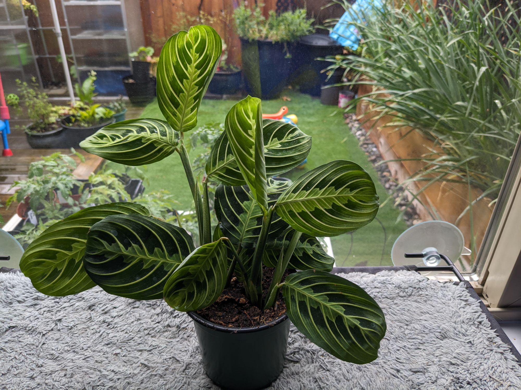 Plant Information: Prayer Plants – Leah's Little Leaves